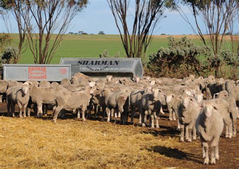 Methane Reducing Additive Options Considered In Project The Land NSW