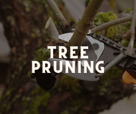 Affordable Tree Service Columbia MO Columbia Tree Co