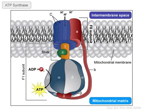 Biochemistry In Which Direction Does Atp Synthase Rotate Biology