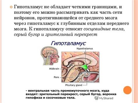 Гипоталамус человека - презентация онлайн