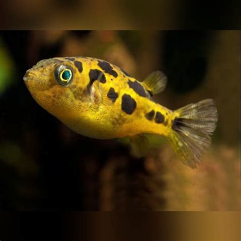 Dwarf Puffer Fish Uk