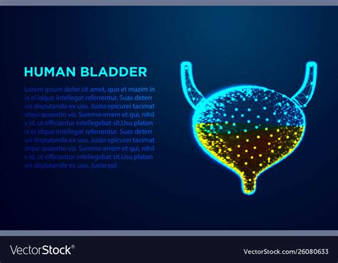 Human Bladder Anatomy Abstract Low Poly Royalty Free Vector