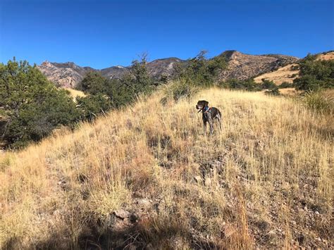 Arizona Quail Hunting Mearns Quail Arizona WanderingsArizona Wanderings