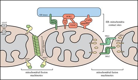Cellular Machineries Mediating Mitochondrial Fission Fusion And