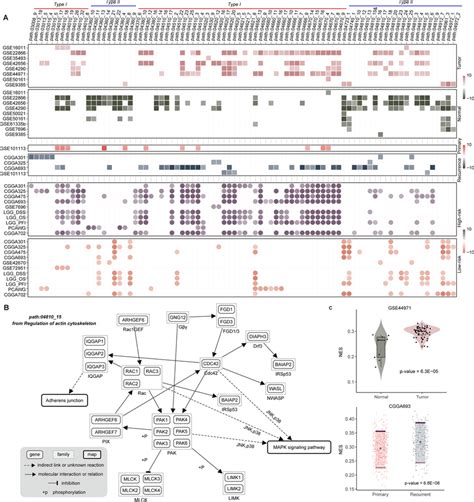 The Associations Between Microglia Subpathways And Glioma Biology A