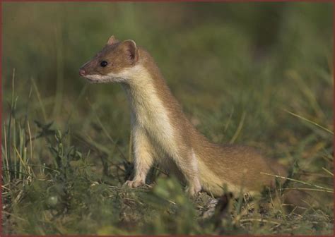 Yard Weasel Animals Cute Animal Tattoos Cute Animals