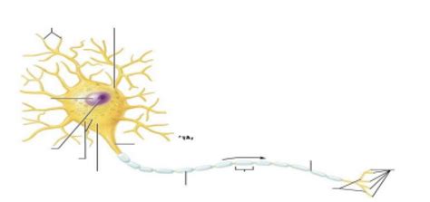 1b Nervous System Quiz Diagram Quizlet