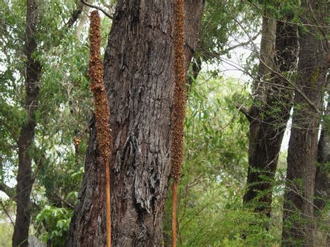 Small Grass Tree From The Gurdies Vic 3984 Australia On March 17 2023
