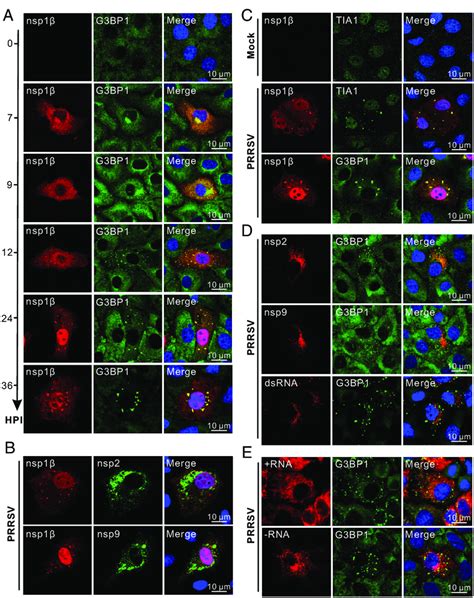 Nsp1β Is Sorted Into Prrsv Induced Sgs During Infection A Download Scientific Diagram