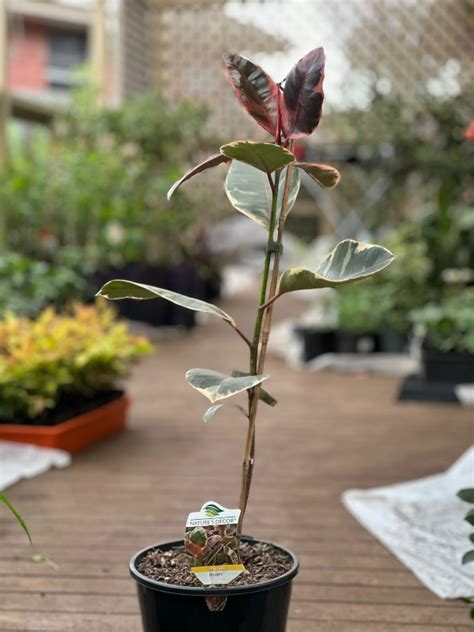 Ficus Elastica ‘ruby Neth Green