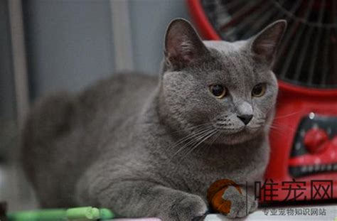 蓝猫一岁换主人能养熟吗 多久认主 唯宠网