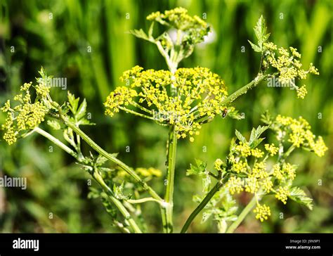 Yellow Flowering Parsnip Similar To Parsley Root Pastinaca Sativa