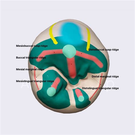 Second Mandibular Premolar Part 2 Anatomyapp