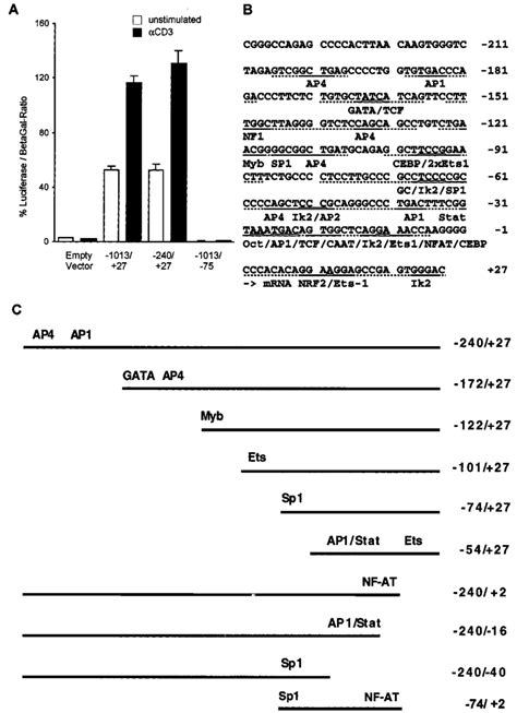 Truncation Defines The Minimal Active Promoter Region A Jurkat T