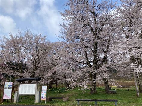 白鷹町観光協会 山形県 4月18日桜開花一覧表です。いよいよ桜が散り始めて来ました。雨上がりの桜もとても綺麗で