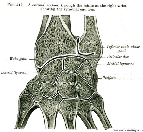Intermetacarpal Joint