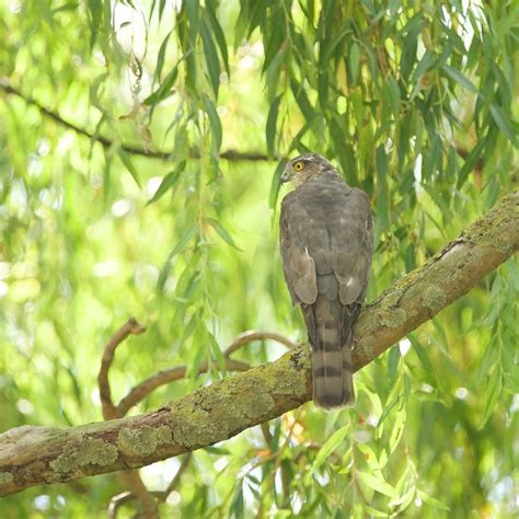 Vroege Vogels Foto Vogels Sperwer