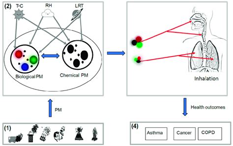 A Schematic Representation Of The Complex Relationships Between