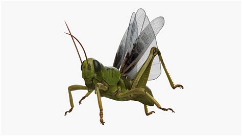 Grasshopper And Mantis Rigged Collection For Maya 3d Model 229 Ma Free3d