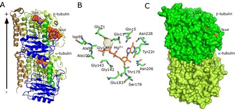 7 Crystal Structure Of The αβ Tubulin Heterodimer From Bovine Brain