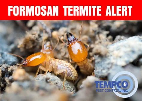Formosan Subterranean Termite Alert