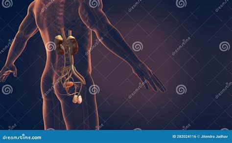Male Urinary And Reproductive System 3d Illustration Stock Illustration