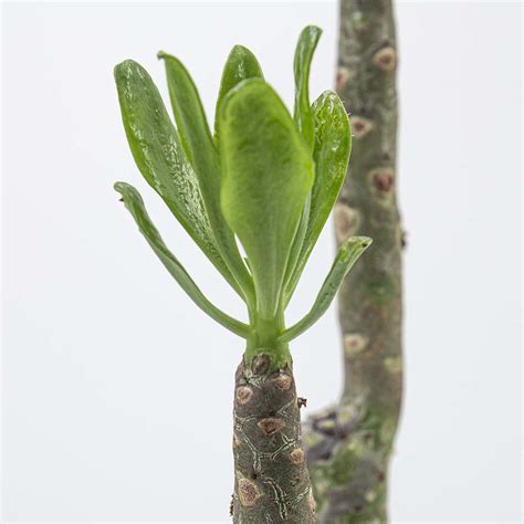 Tylecodon Paniculata Kakteen Gautschi