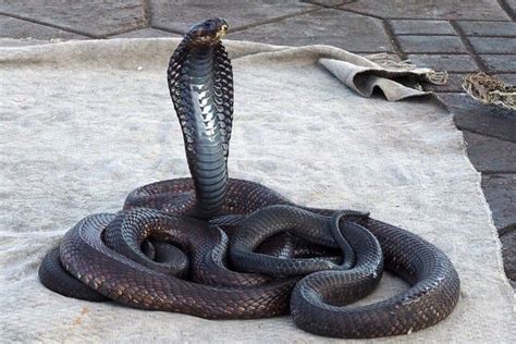 Семья вернулась из поездки и нашла в доме 22 смертельно ядовитых кобры Происшествия Из жизни