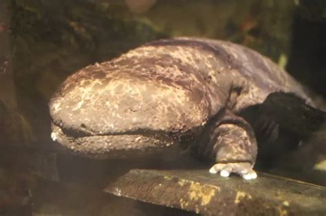 Japanese Giant Salamander Facts Diet Habitat And Pictures On Animaliabio