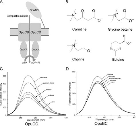 Figure 1 From Structures Of The Substrate Binding Protein Provide Insights Into The Multiple