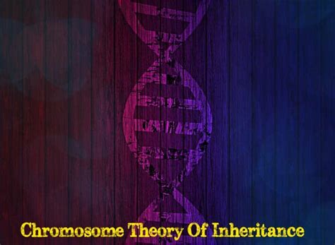 What Is The Chromosome Theory Of Inheritance Biology Explorer