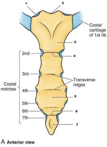 Xiphoid Process Broken