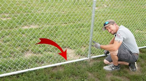 Dog Chewing Through Wood Fence At Eldon Berthold Blog