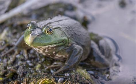Using Environmental Dna In Wildlife Conservation