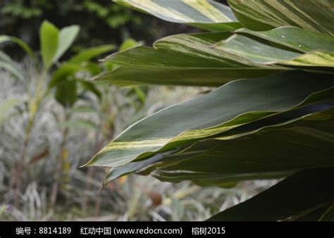 花叶良姜叶子高清图片下载红动中国