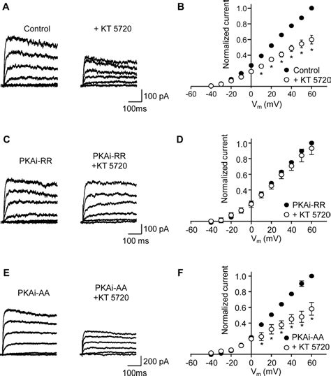 Inhibition Of Pka Attenuates Kv Current Kv Currents Were Activated In Download Scientific