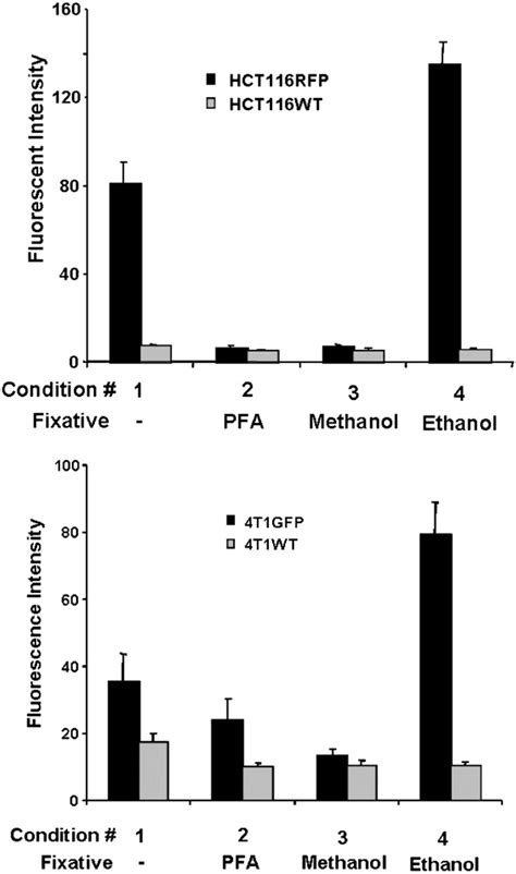 Excellent Fluorescence Preservation Of Gfp And Rfp Is Achieved If Download Scientific Diagram