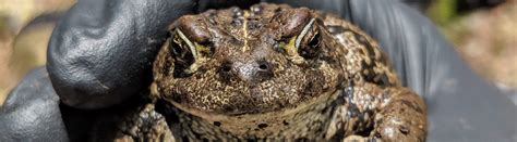 Boreal Toad