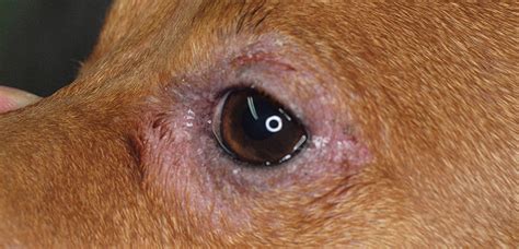 Allergy Testing Dermvet Referrals
