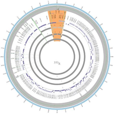High Quality Full Genome Assembly And Annotation Visual Representation Download Scientific