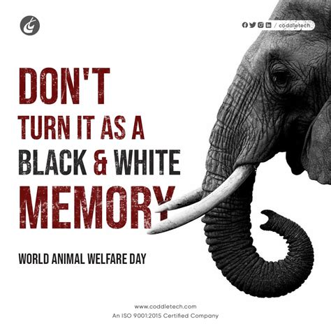 Contact Us Coddle Technologies