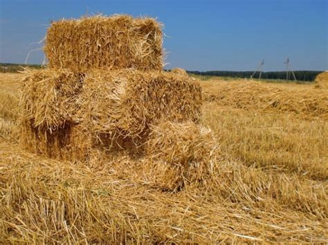 Купить солому в тюках с доставкой в Московской области