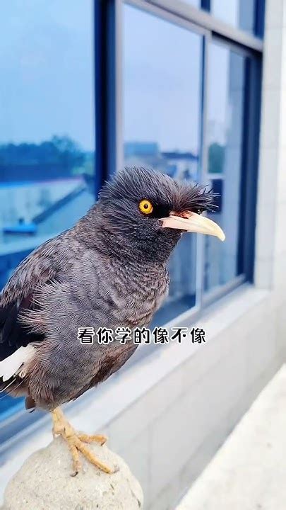 第618集｜青春狂欢节 八哥鸟 会说话的鸟 Youtube