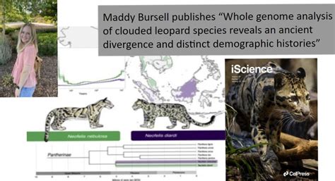 Maddy Bursell Publishes “whole Genome Analysis Of Clouded Leopard