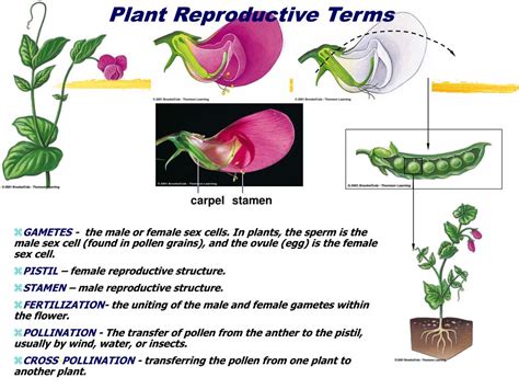 PPT Observable Patterns Of Inheritance PowerPoint Presentation Free Download ID
