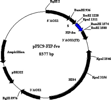 Plasmid Map Of The Recombinant Vector Ppic9 Fip Fve The Fip Fve Gene