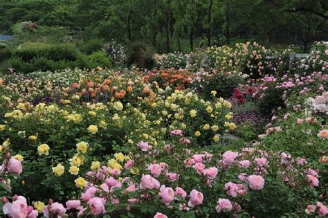 5月21日バラの定点観察 ビオラの植栽が進んでいます。 ローザンベリー多和田