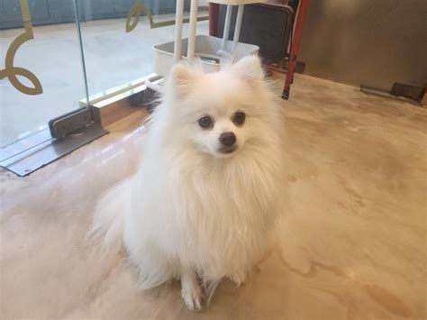 포메라니안 또리 스탠다드푸들분양가 일산강아지분양 말티폼 도그마루대구 인천유기견보호소 티컵강아지 단모치와와 수원강아지무료분양 강아지무료분양 유기견무료분양 유기묘입양