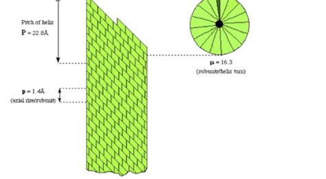 Chapter 6 Acellular Pathogens Viruses Flashcards Quizlet