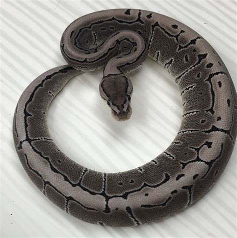 Vpi Axanthic Pinstripe Ball Python By Swreptile Pinstripe Ball Python Vpi Axanthic Pinstripe Ball Python By Swreptile Pinstripe Ball Python